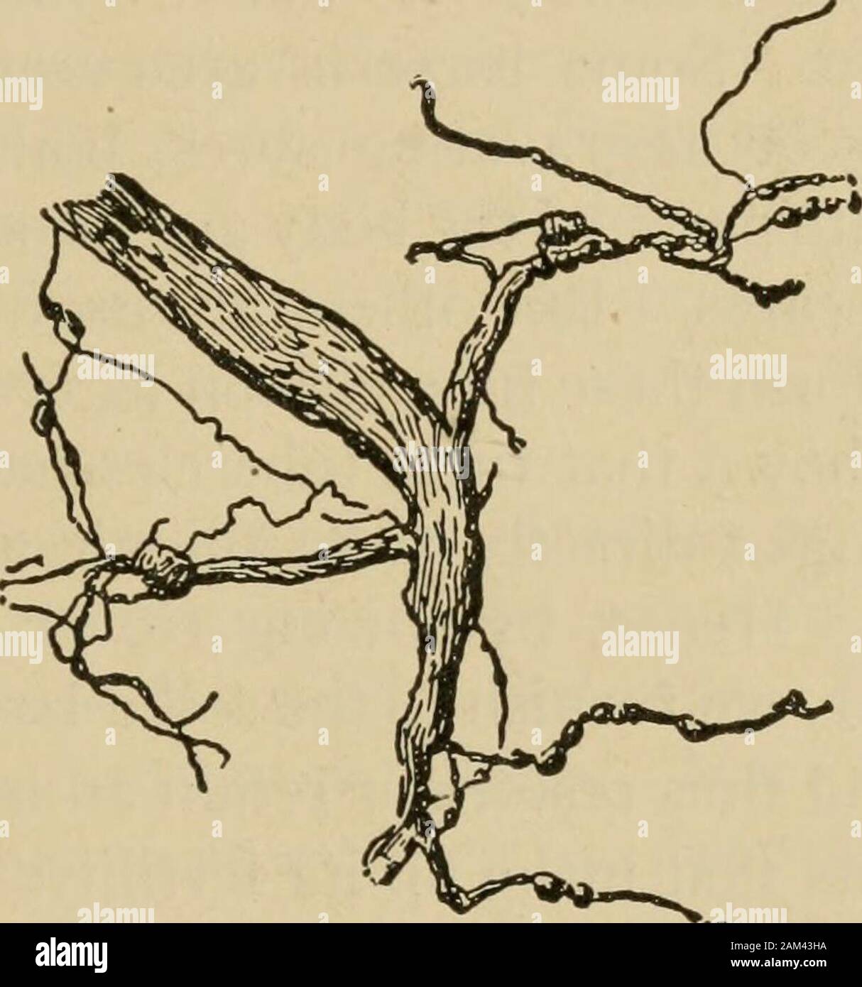 Drained Soil From Roots High Resolution Stock Photography and Images ...