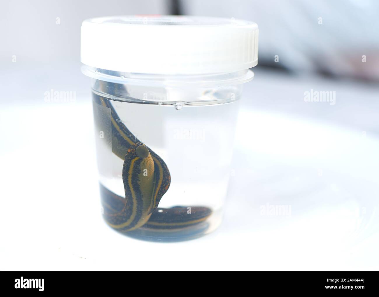 Hirudotherapy. Medical leeches in water before therapy Stock Photo - Alamy