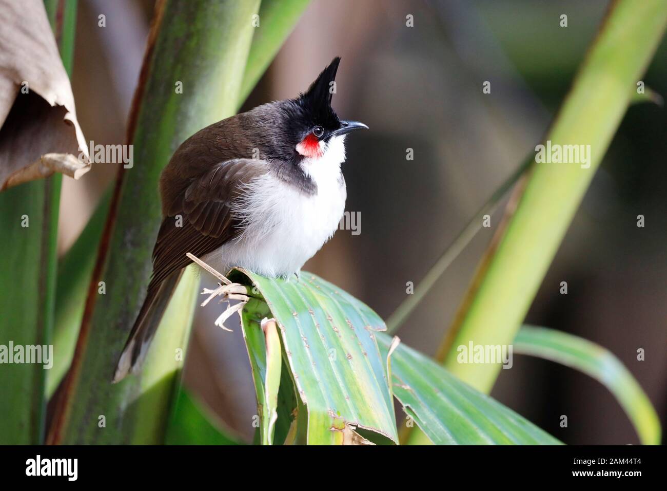 Southeast Asian Red-whiskered bulbul (Pycnonotus jocosus), Mauritius ...