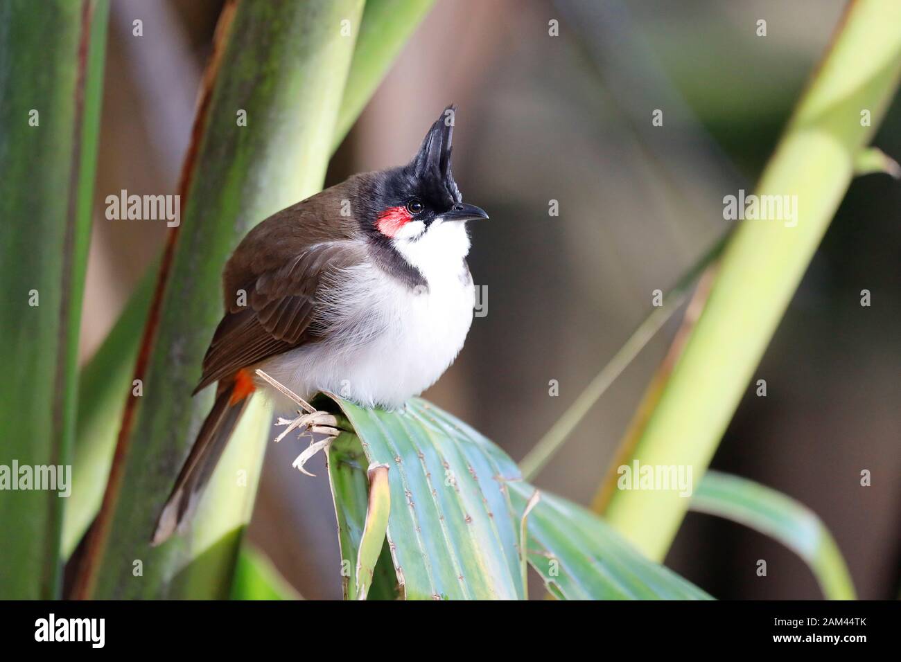 Southeast Asian Red-whiskered bulbul (Pycnonotus jocosus), Mauritius ...