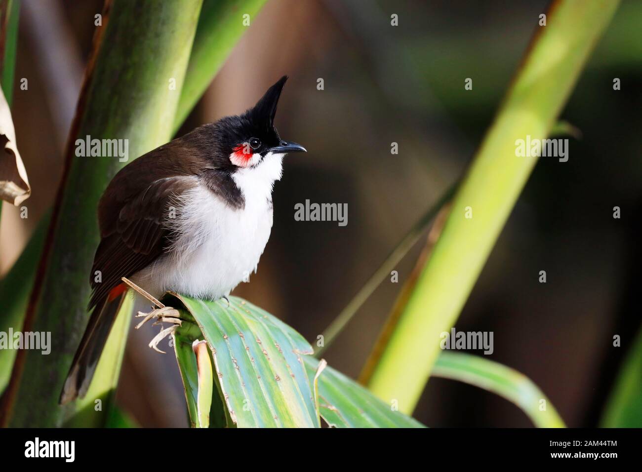 Southeast Asian Red-whiskered bulbul (Pycnonotus jocosus), Mauritius ...