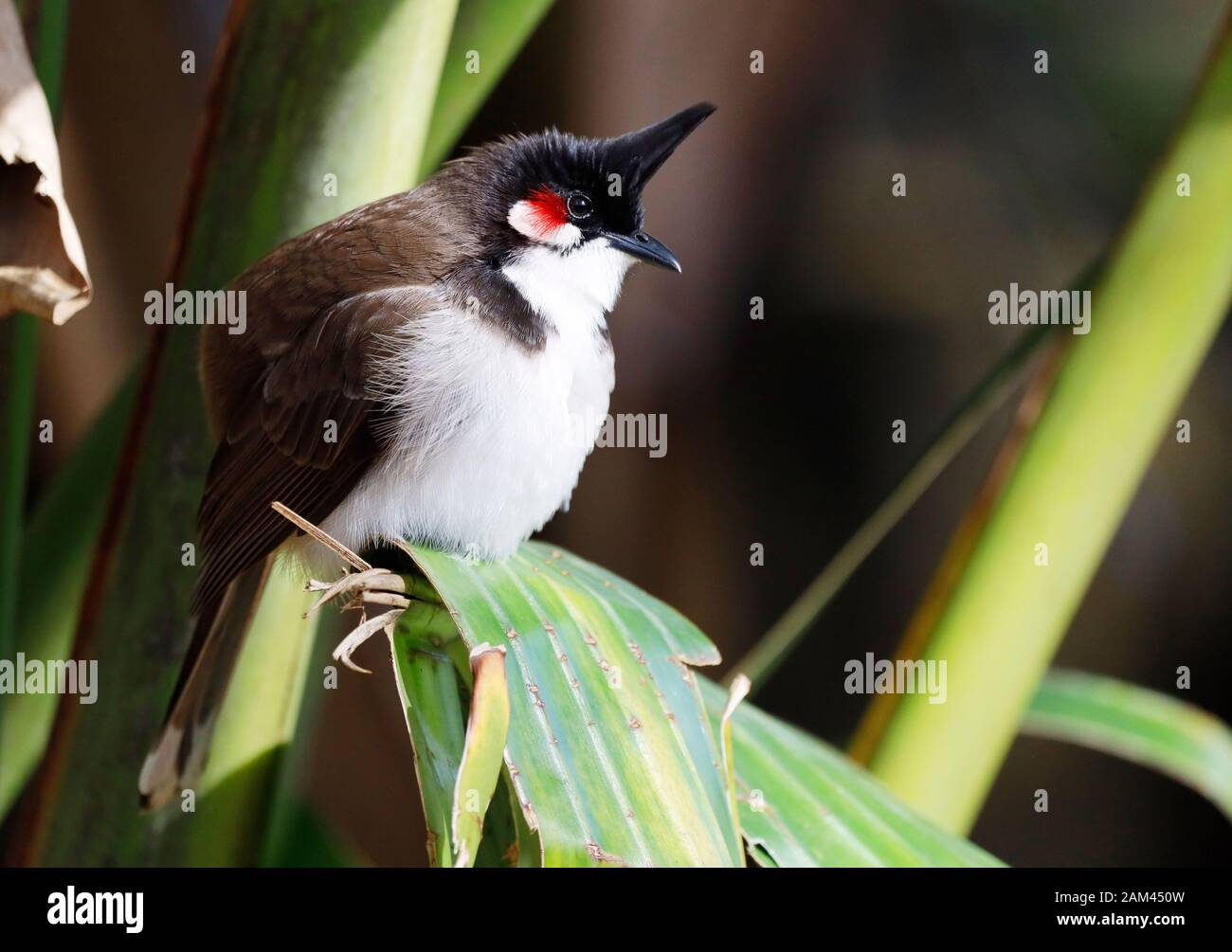 Southeast Asian Red-whiskered bulbul (Pycnonotus jocosus), Mauritius ...