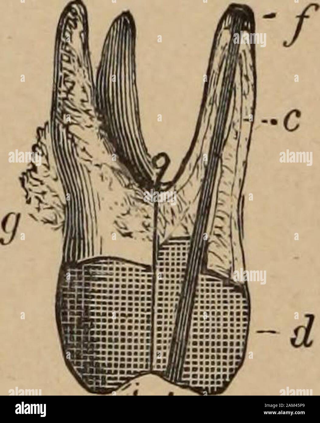 Sealing tooth hi-res stock photography and images - Alamy