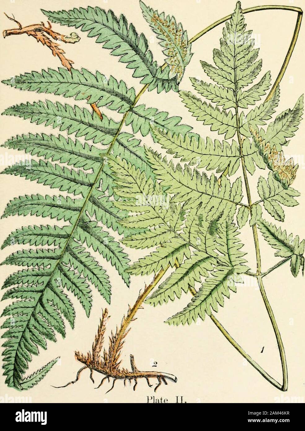 Parts Of A Fern Plant