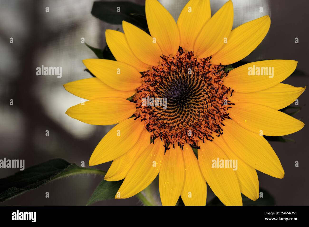 beautiful Flower of sunflower isolated closeup view Stock Photo - Alamy