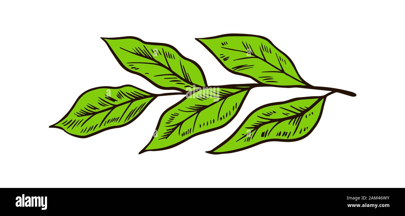 Matcha green tea Leaves or Plant. Organic Japanese ceremony. Healthy ...