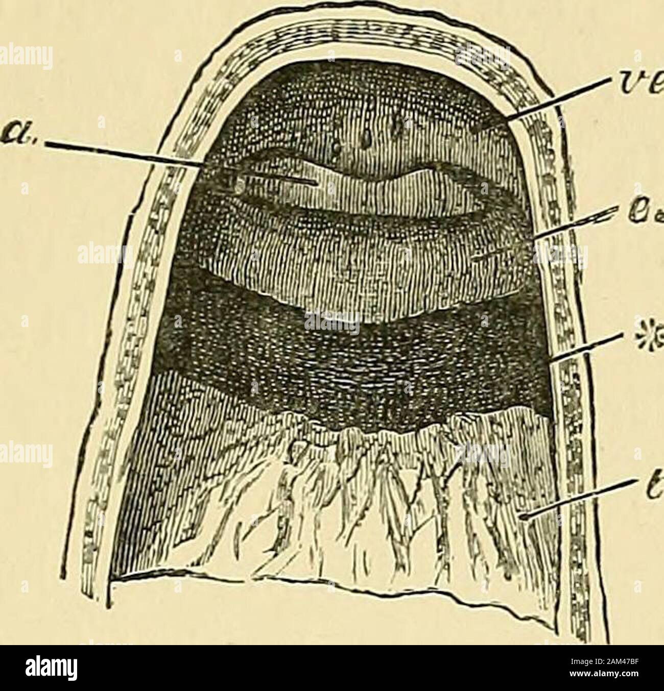Bookidonstertorapoplex00bowl hi-res stock photography and images - Alamy
