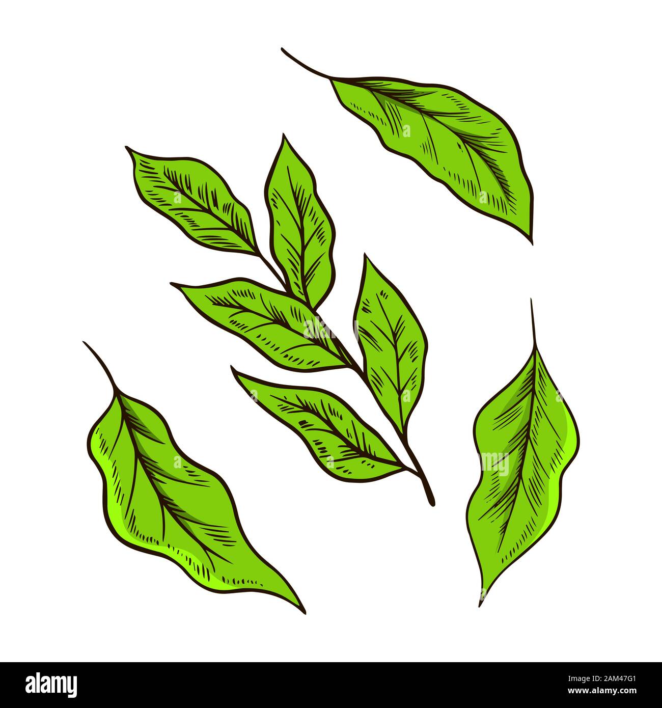 Matcha green tea Leaves or Plant. Organic Japanese ceremony. Healthy ...