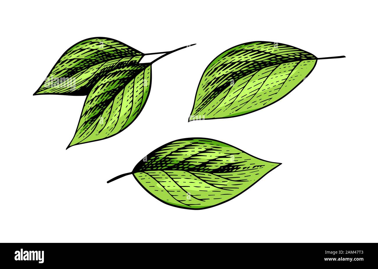Black pepper leaves, herbs and spices. Allspice in Vintage style ...