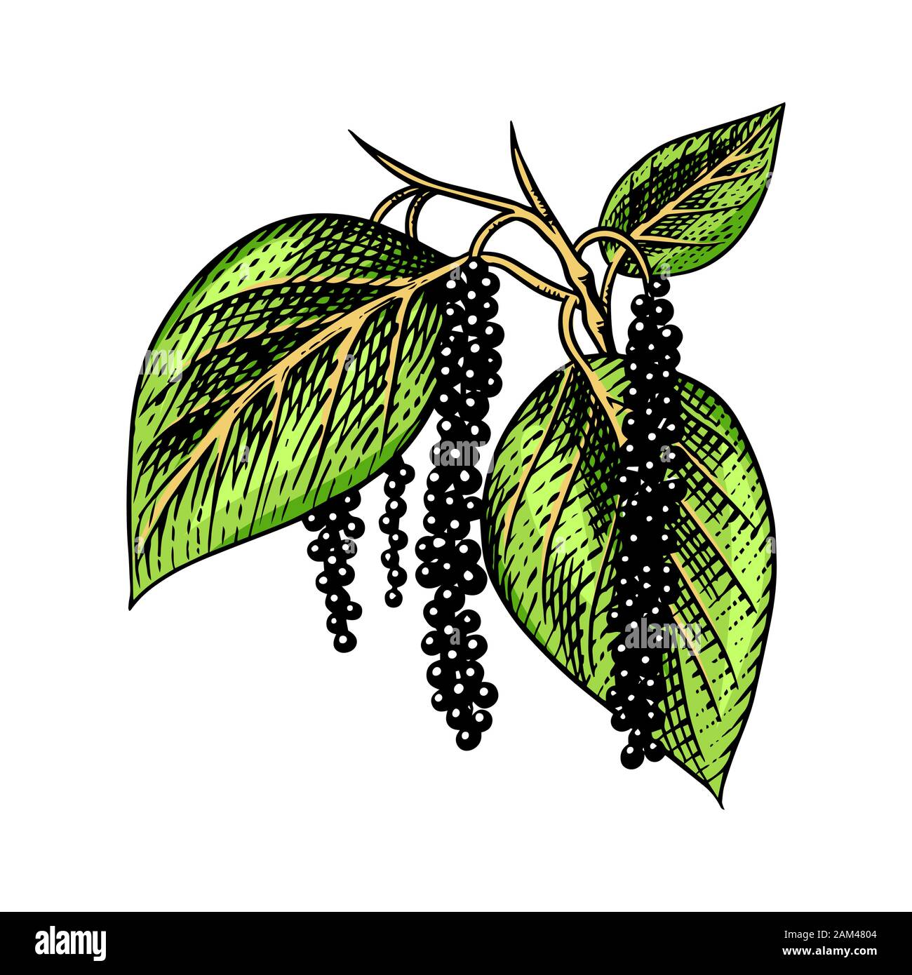 Black pepper leaves, herbs and spices. Allspice in Vintage style ...