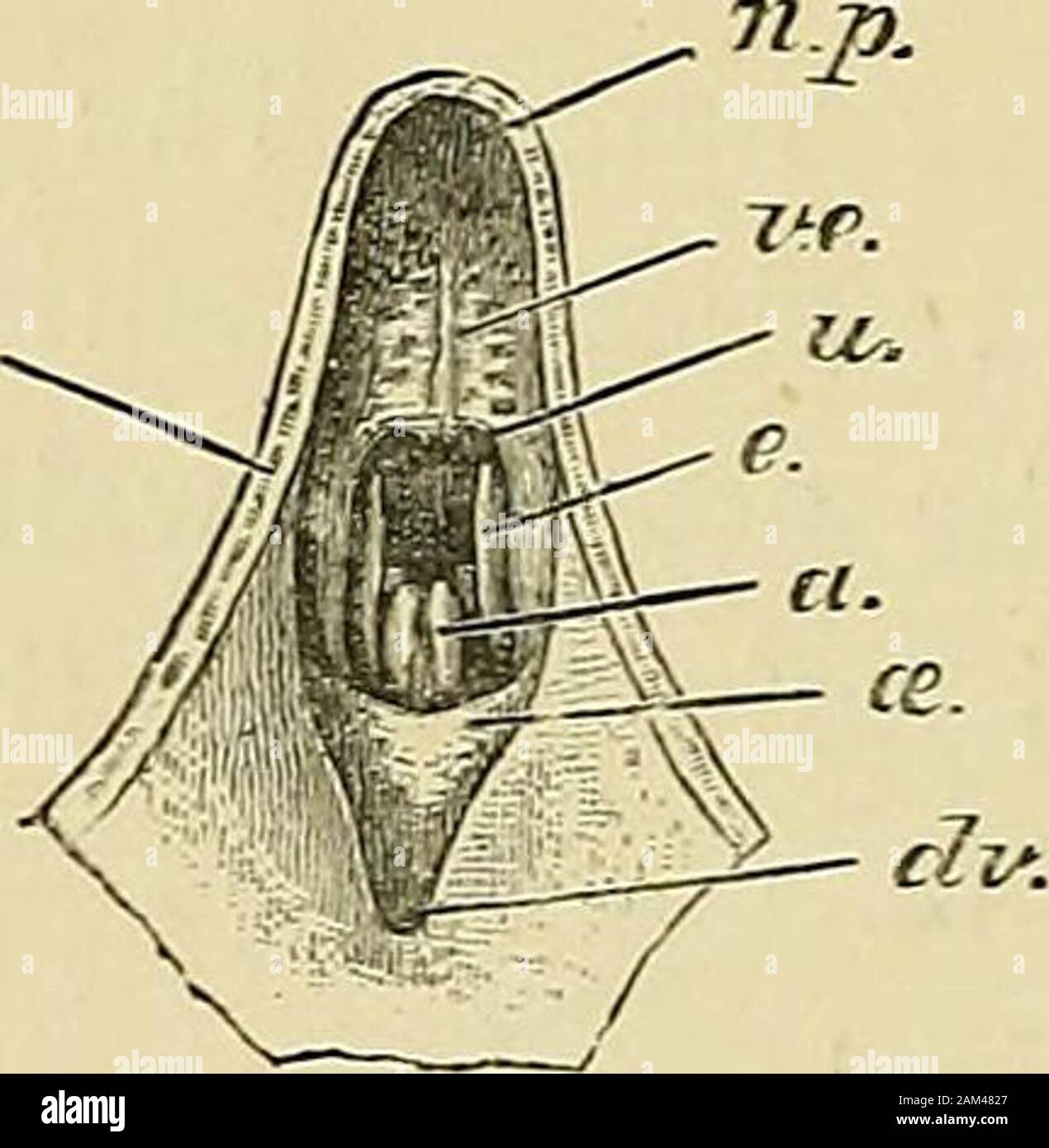 Bookidonstertorapoplex00bowl hi-res stock photography and images - Alamy