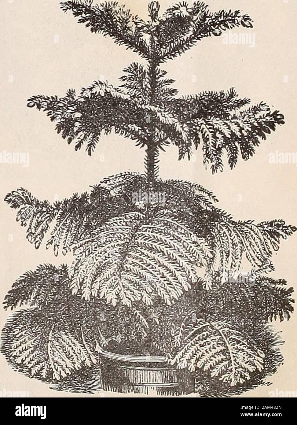 Catalogue of bulbs, plants and seeds for fall planting, 1898 . 4. feet ...