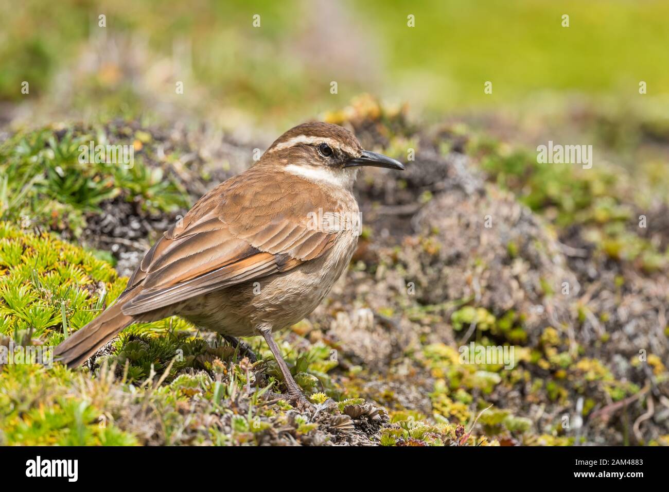 Chestnut-winged Cinclodes - Cinclodes albidiventris, rare high-altitude bird from Andes ...