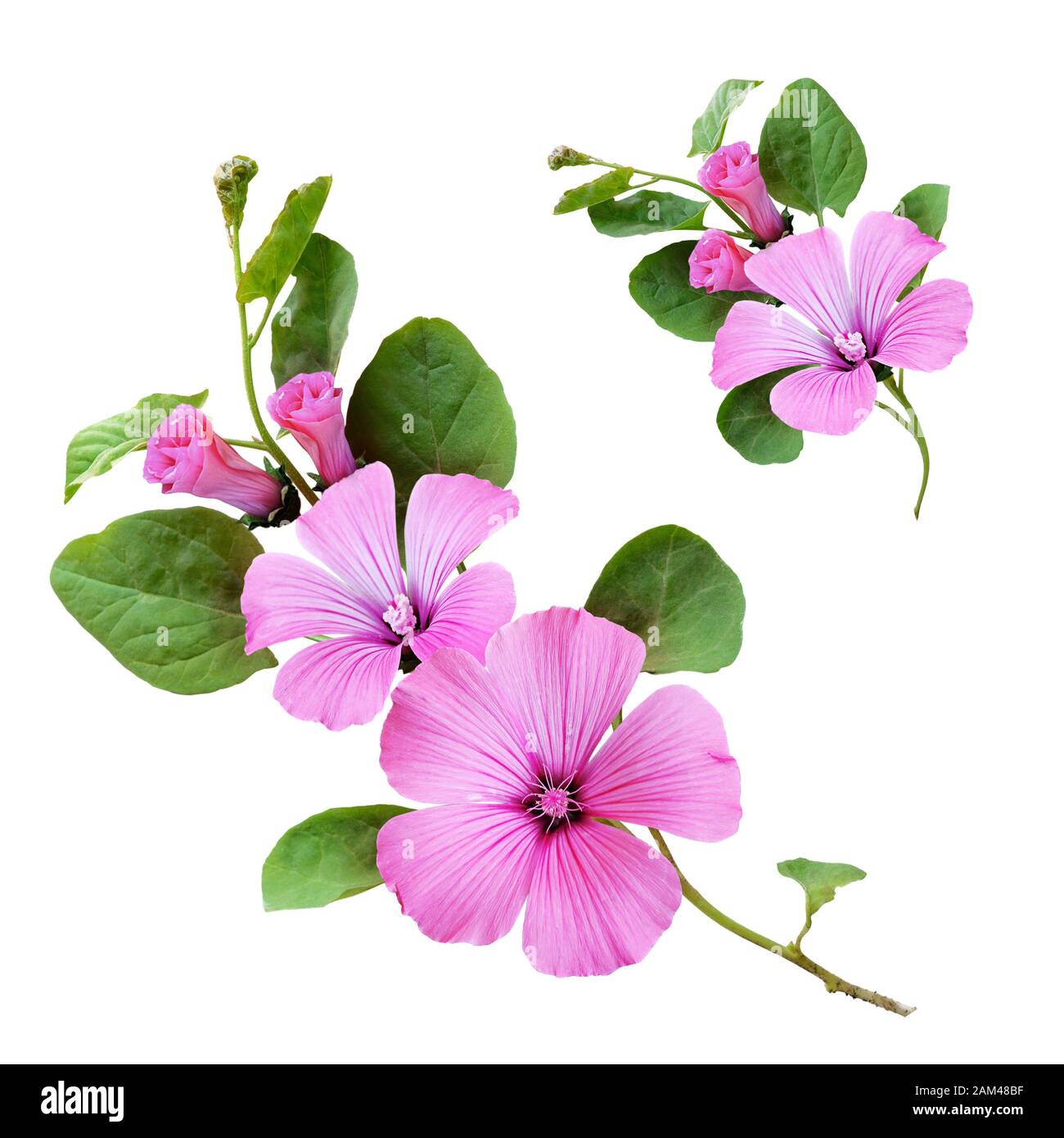 Sprigs of field bindweed flowers isolated on white Stock Photo - Alamy