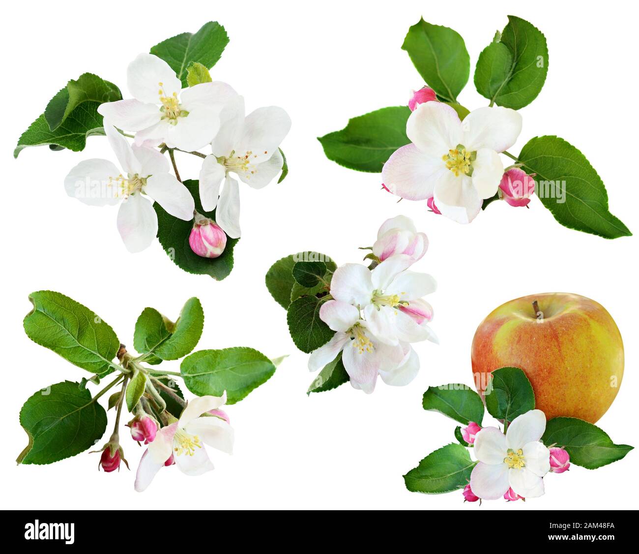 Set of apple flowers isolated on white Stock Photo - Alamy