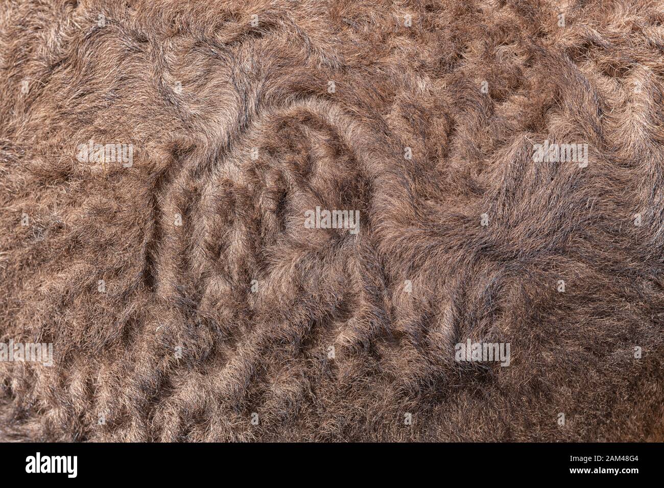 Closeup of camel fur. Abstract background image Stock Photo - Alamy