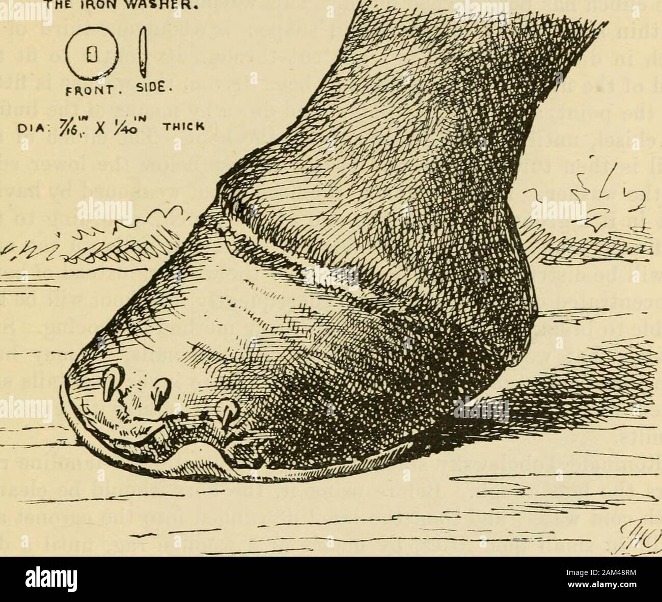 Pedal Bone High Resolution Stock Photography and Images - Alamy