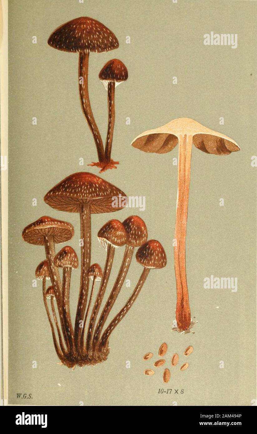 Rotten straw hi-res stock photography and images - Alamy