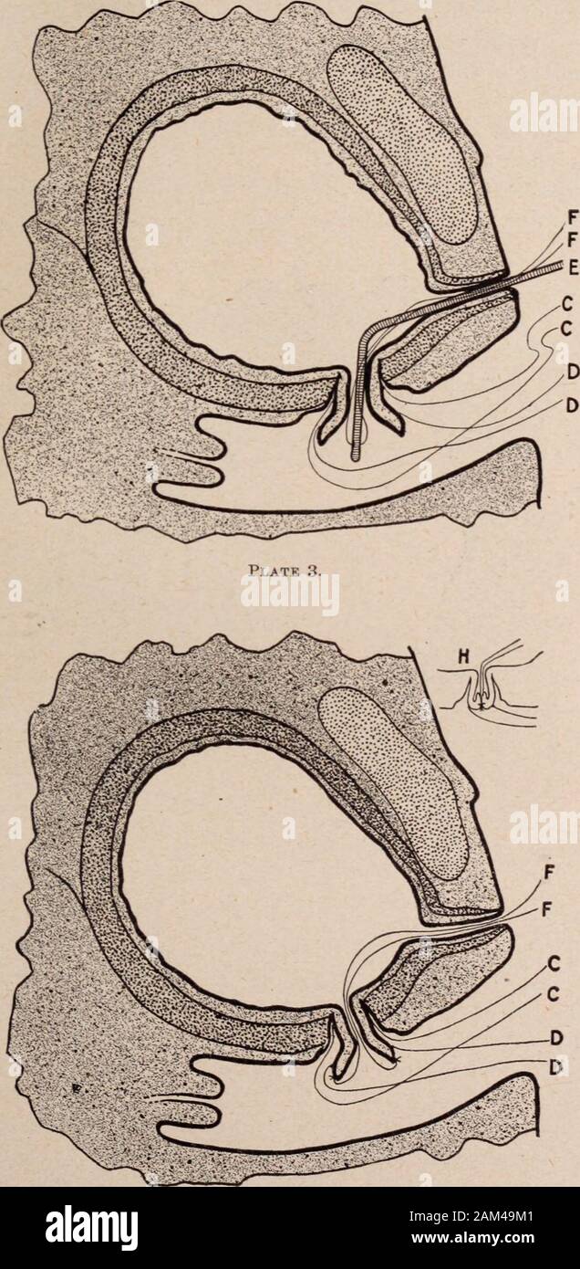 Interstate medical journal . Plate 2. the number of sutures in the ...
