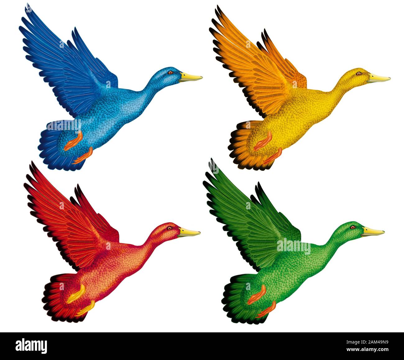 Duck flying realistic illustration Stock Photo - Alamy