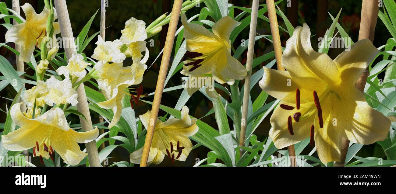 Impression Lilium Conca d'Or et bambous Stock Photo - Alamy
