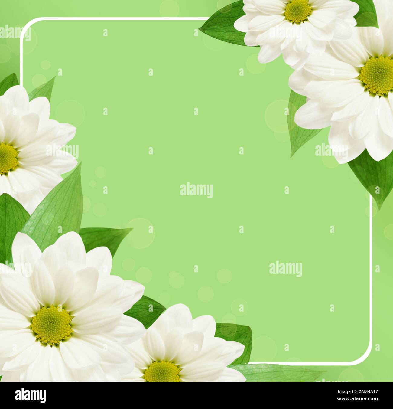 Daisy flowers corners with frame on green background Stock Photo - Alamy