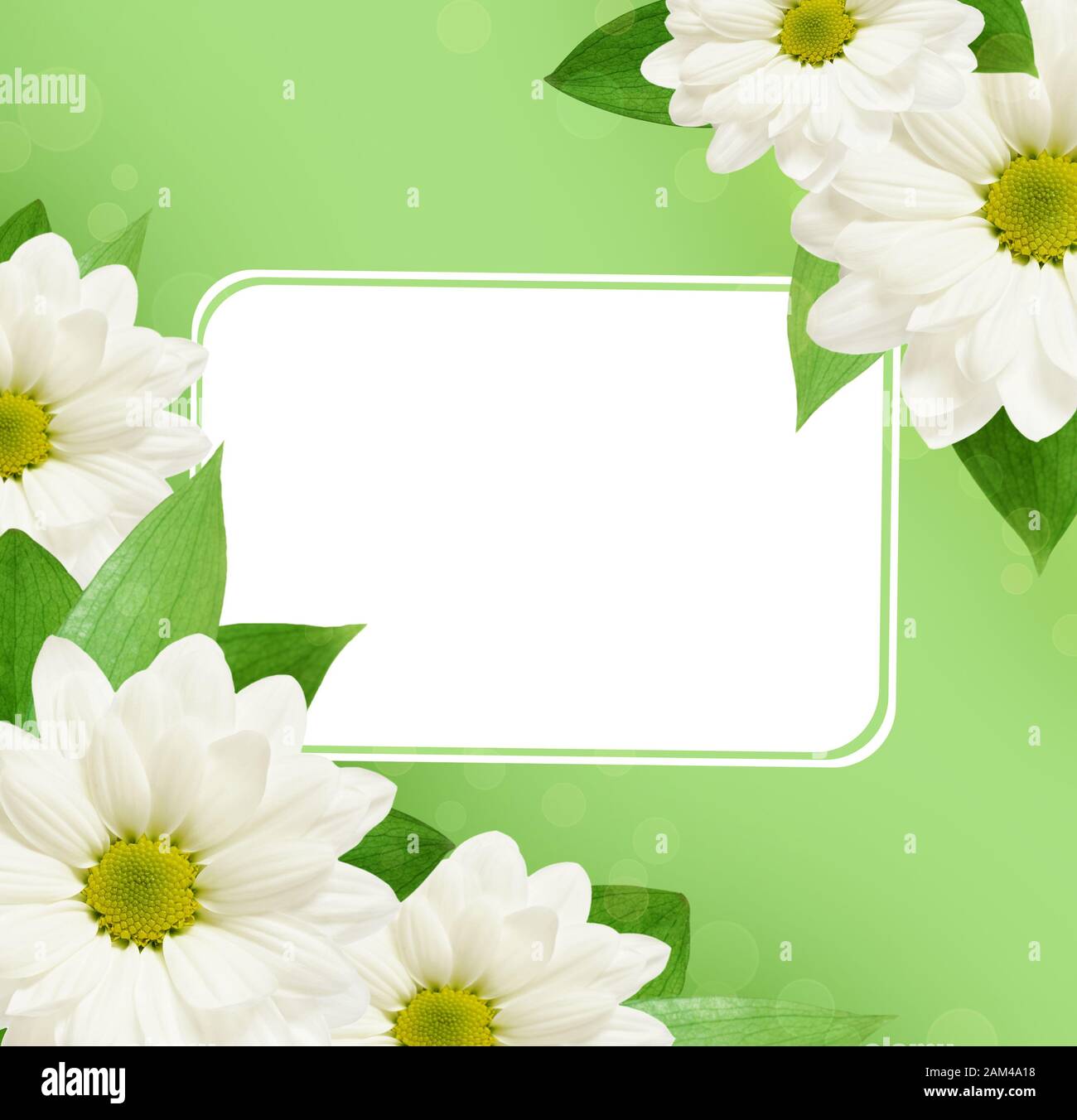 Daisy flowers corners with frame on green background Stock Photo - Alamy