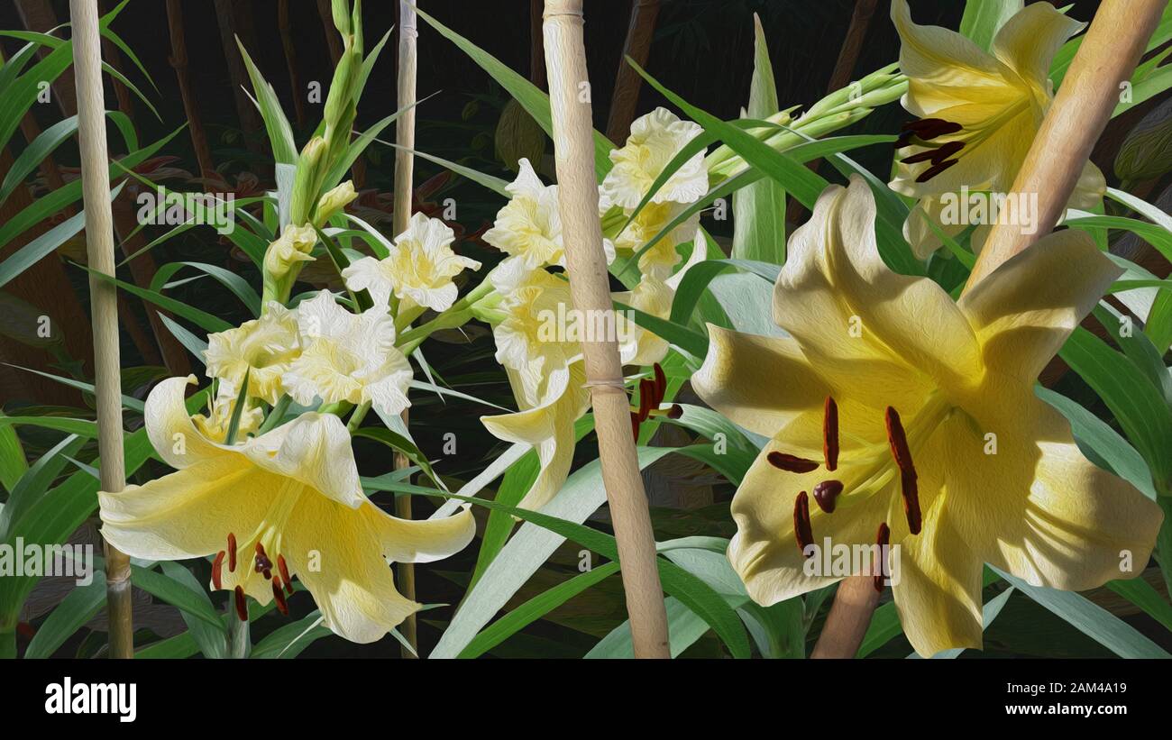 Impression Lilium Conca d'Or et bambous Stock Photo - Alamy