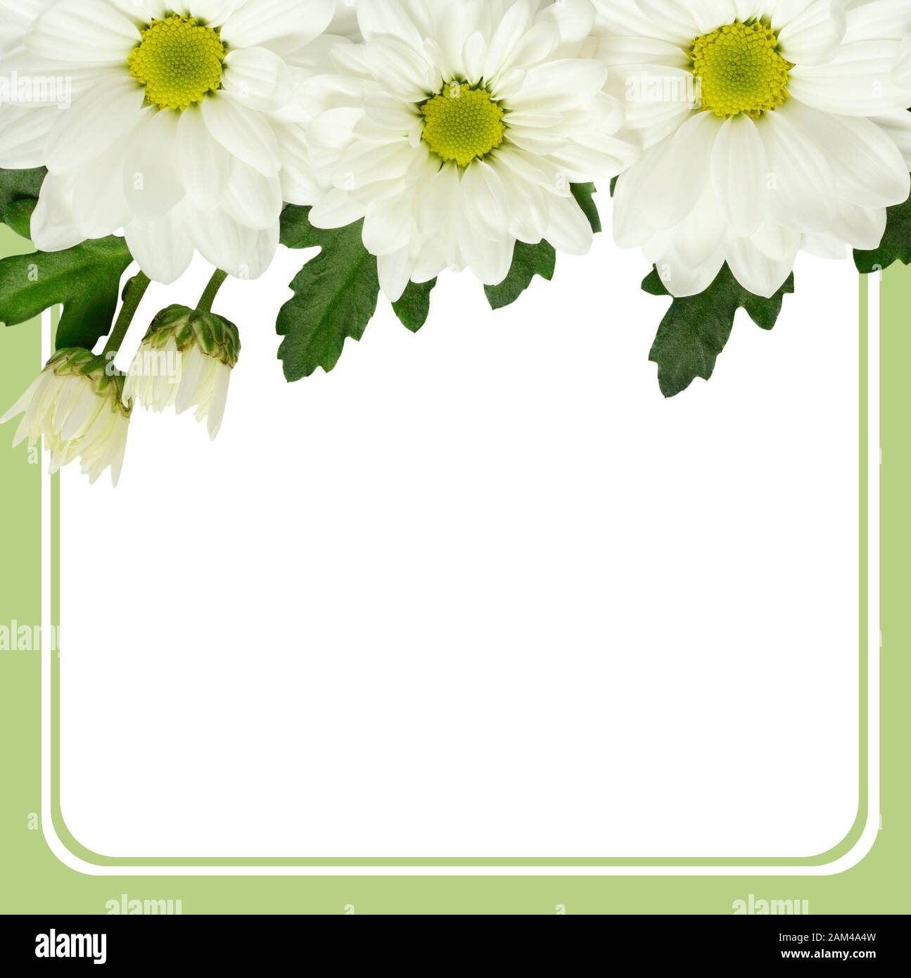 Daisy flowers edge and frame on green background Stock Photo - Alamy