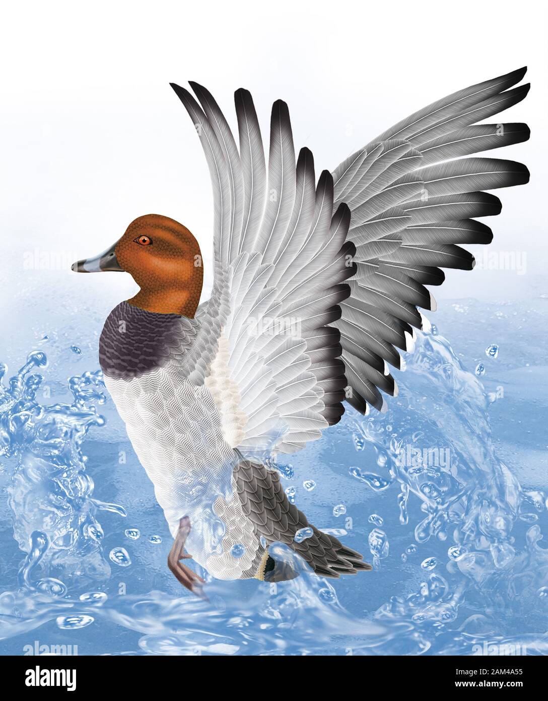 Duck flying realistic illustration Stock Photo - Alamy