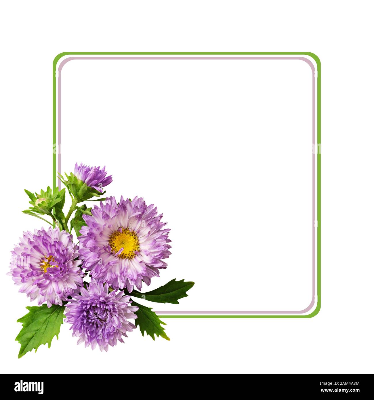 Aster flowers composotion and frame on white background Stock Photo - Alamy