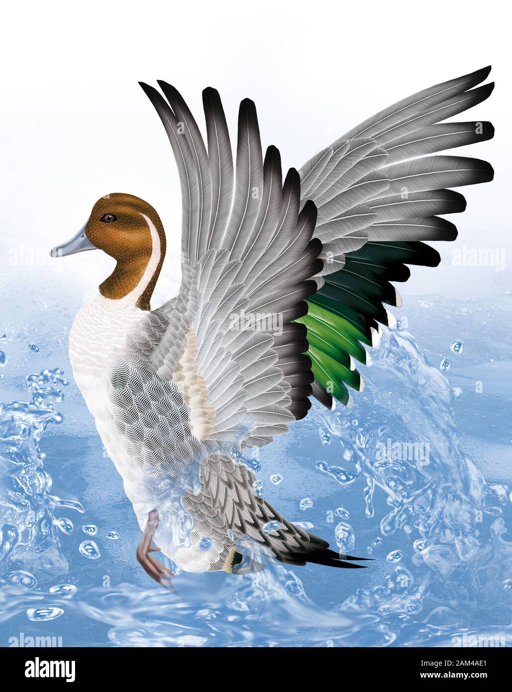 Duck flying realistic illustration Stock Photo - Alamy