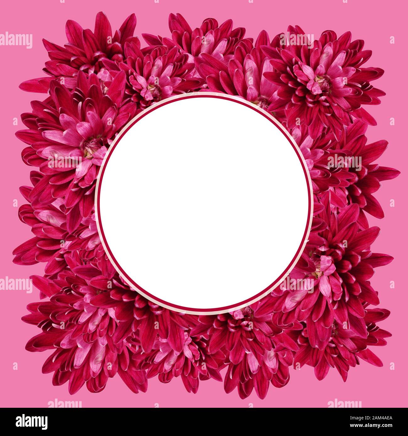 Frame with aster flowers on pink background Stock Photo - Alamy