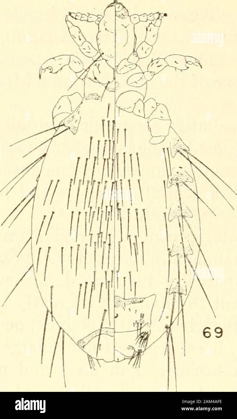 Proceedings of the United States National Museum . setae. Paratergal ...