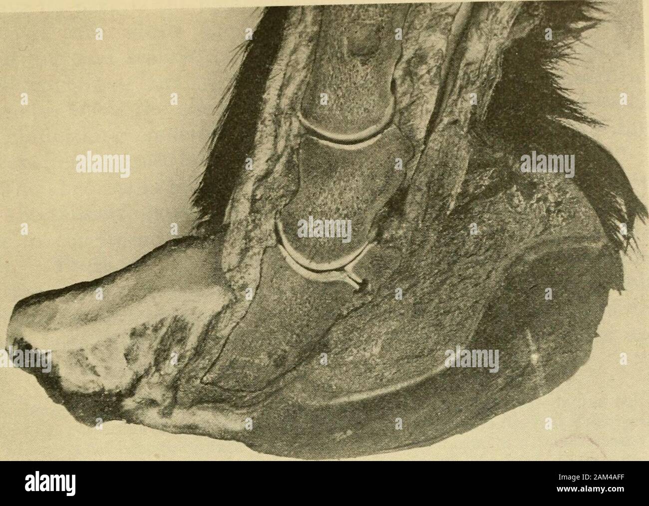 Frog Surgery High Resolution Stock Photography and Images - Alamy
