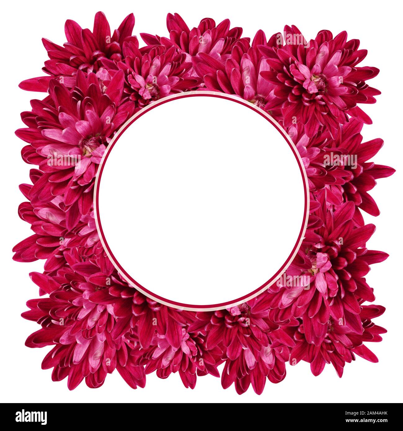 Frame with aster flowers on white background Stock Photo - Alamy