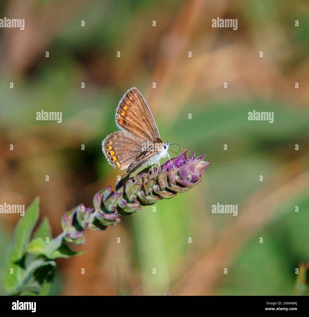 Colorful butterfly landscape hi-res stock photography and images - Alamy