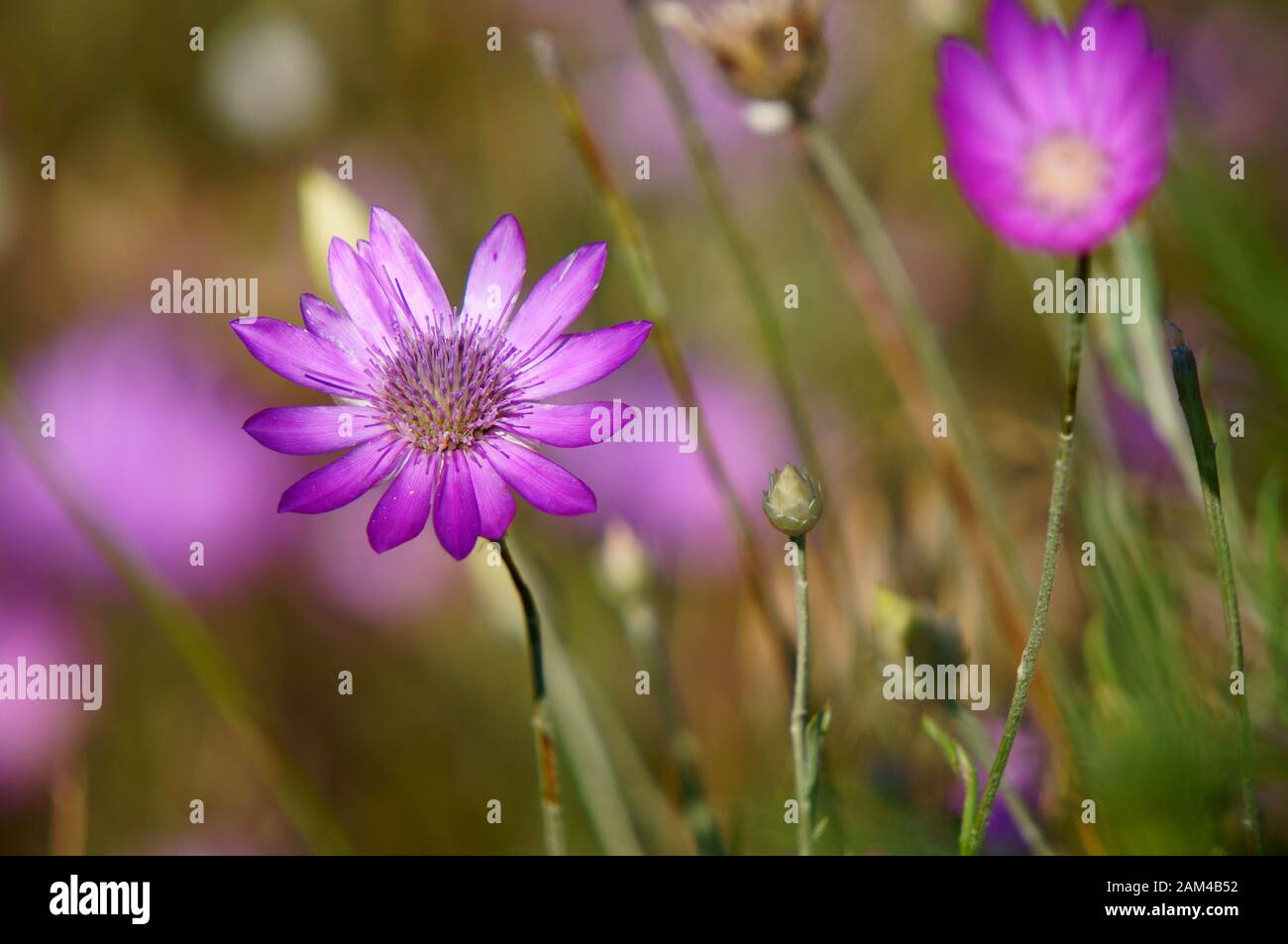 Wildflowers in nature hi-res stock photography and images - Alamy