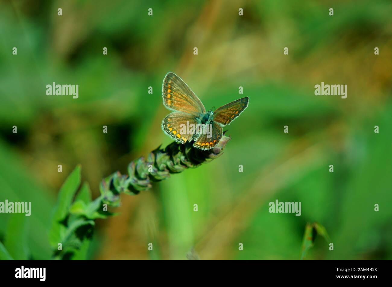 Colorful butterfly landscape hi-res stock photography and images - Alamy