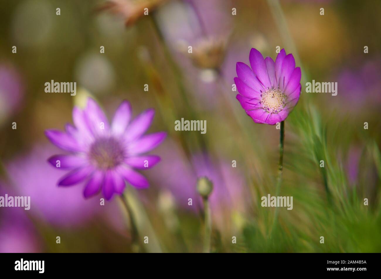 Wildflowers in nature hi-res stock photography and images - Alamy