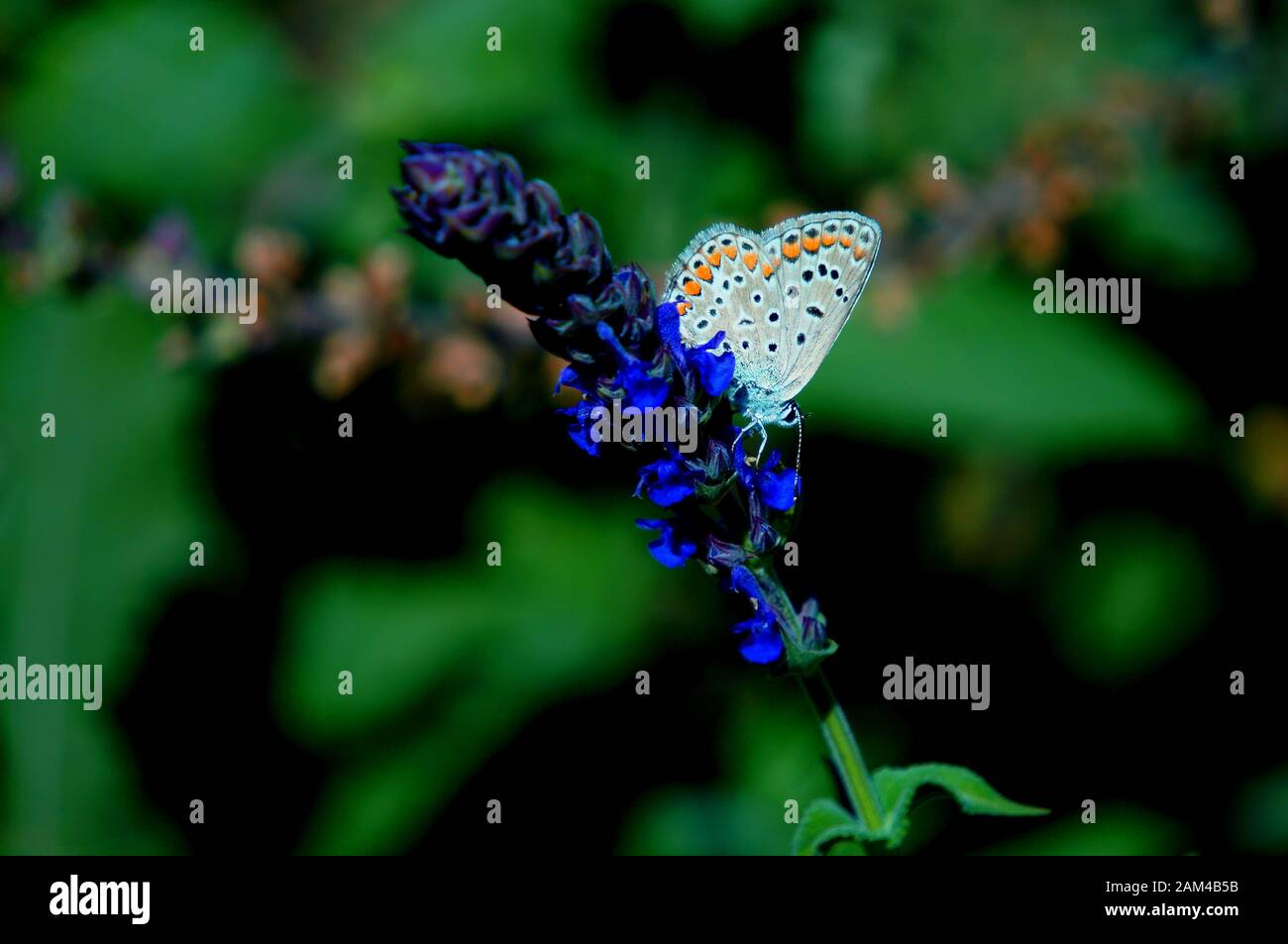 Colorful butterfly landscape hi-res stock photography and images - Alamy