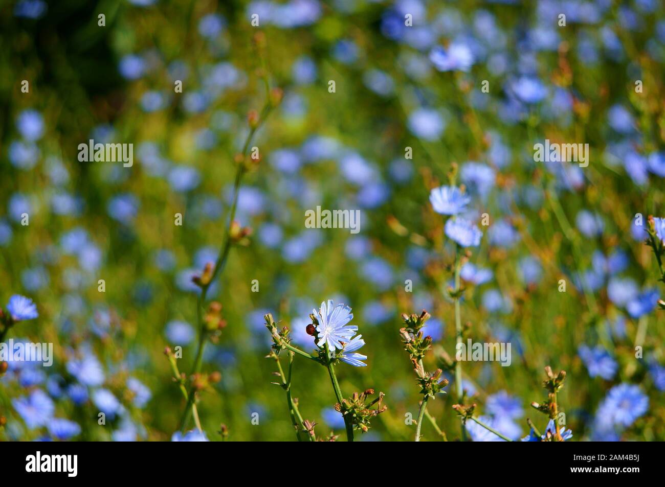 Beautiful wildflowers in nature. Flower landscape Stock Photo - Alamy