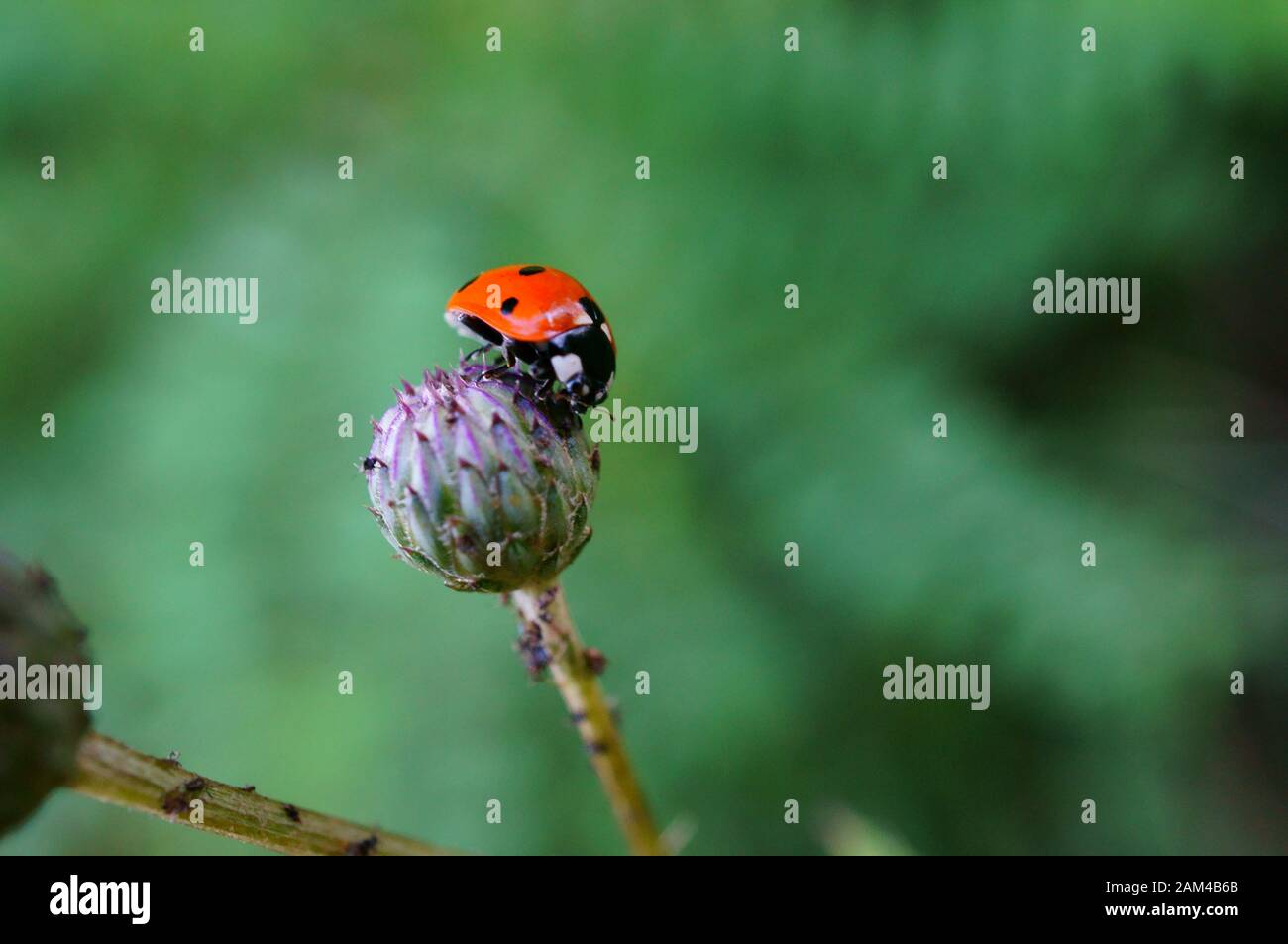 Wildlife in wildflowers hi-res stock photography and images - Alamy
