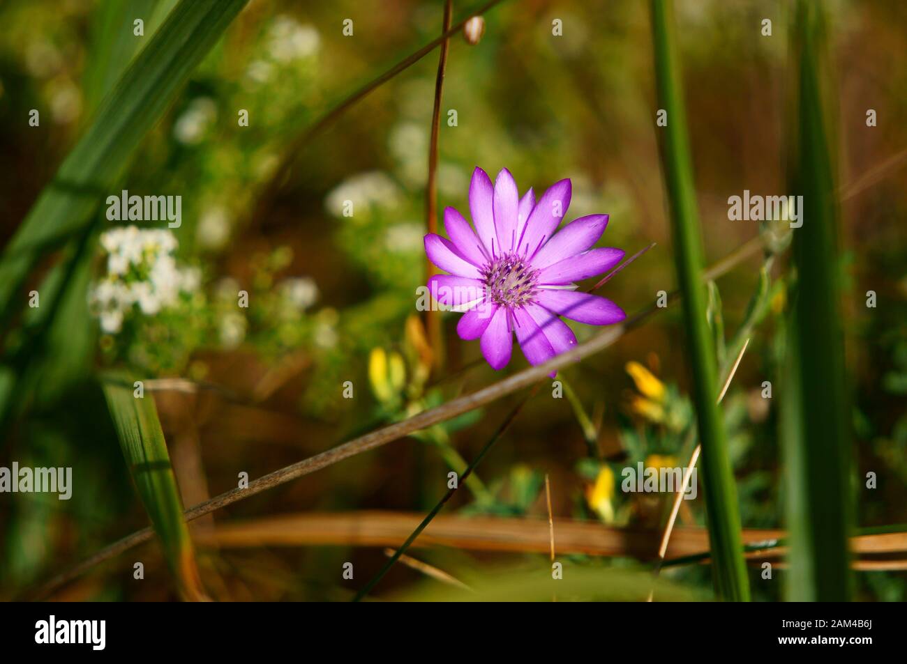Beautiful wild flowers. Flower landscape Stock Photo - Alamy