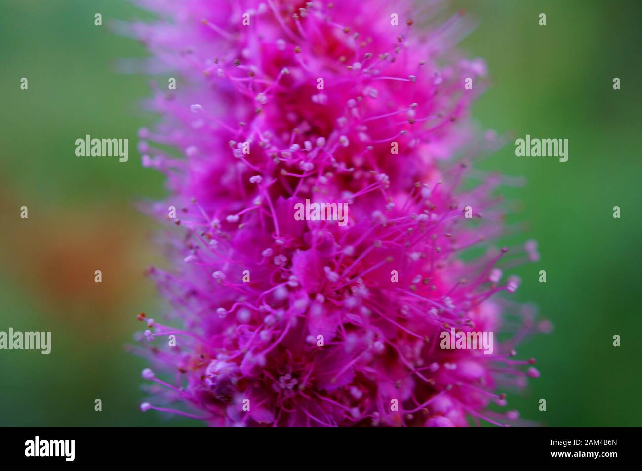 Beautiful natural wildlife plants hi-res stock photography and images ...