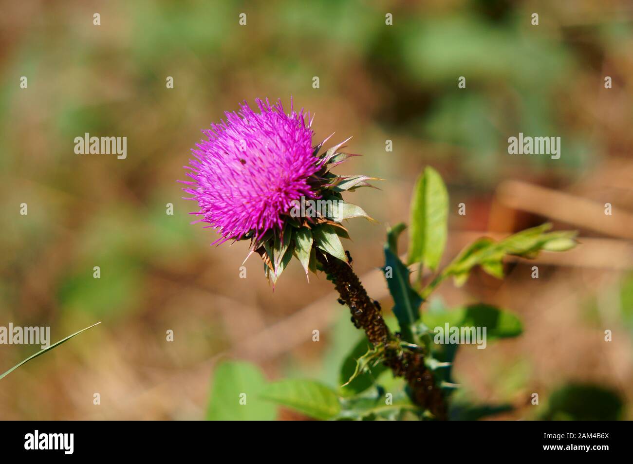 Wildflowers in nature hi-res stock photography and images - Alamy