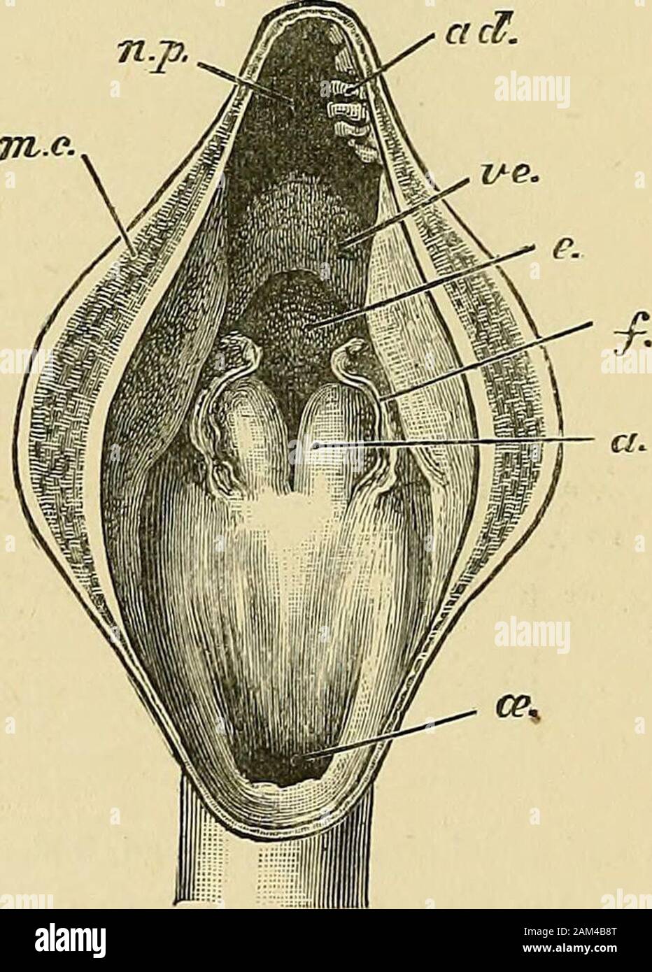 Comparativeanatomy hi-res stock photography and images - Alamy