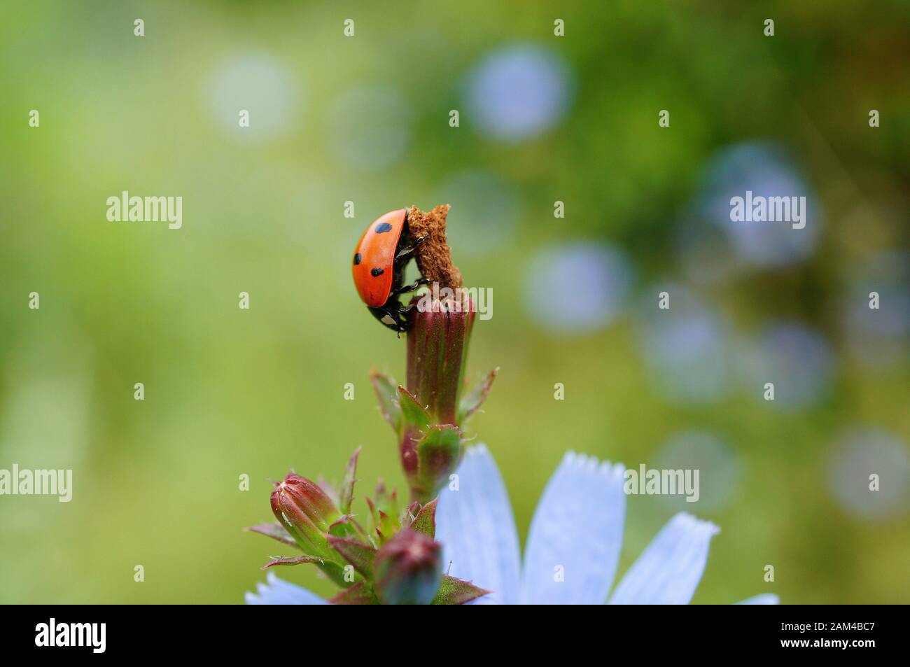 Wildlife small in landscape hi-res stock photography and images - Alamy