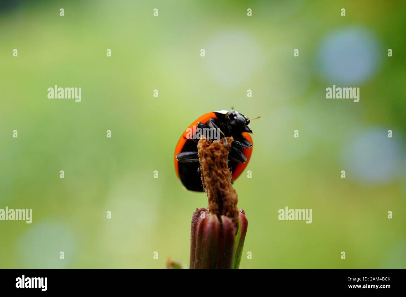 Ladybug In Flowers High Resolution Stock Photography and Images - Alamy