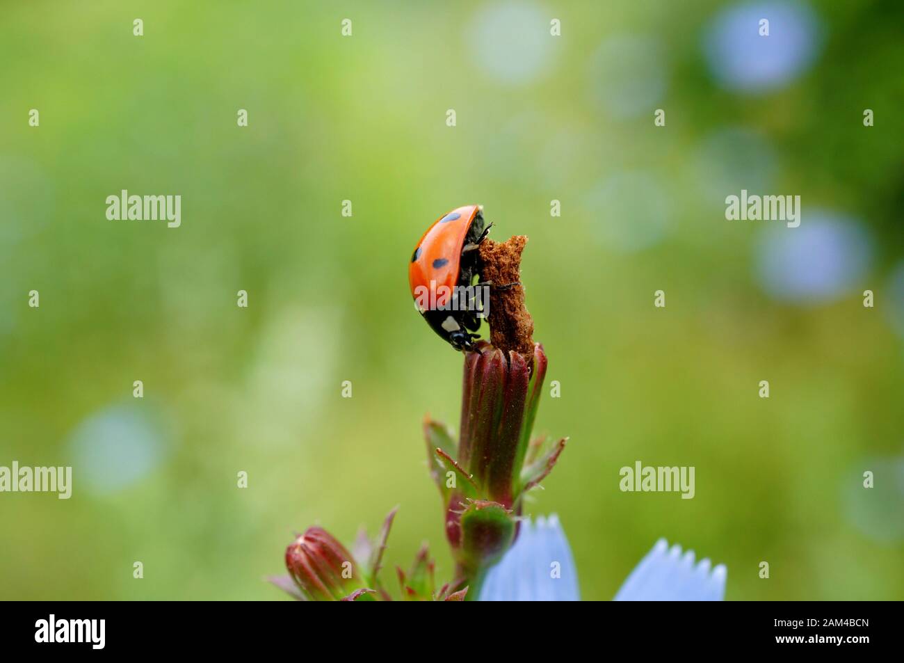 Ladybug in nature. Flower landscape Stock Photo - Alamy